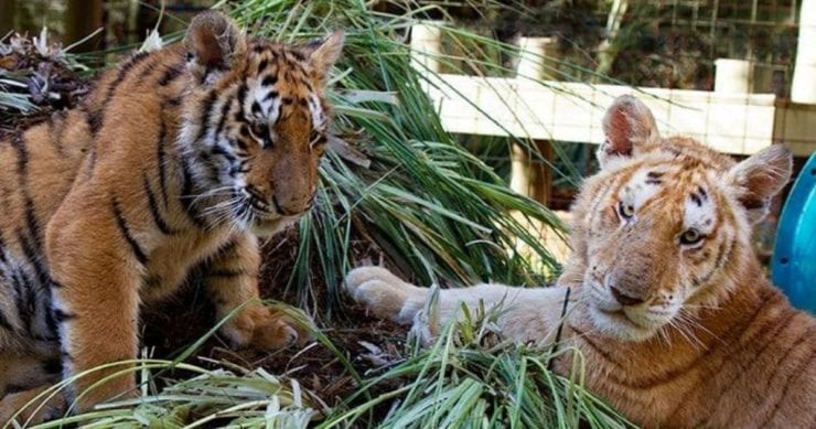 Rocket City Mom Events – Family Fun in Huntsville & North Alabama