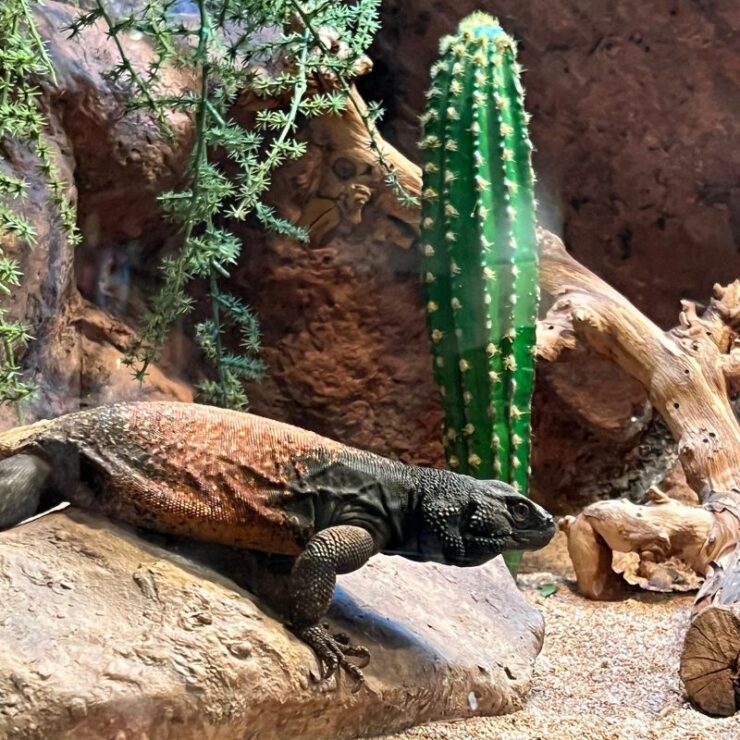 Rocket City Mom Events – Family Fun in Huntsville & North Alabama