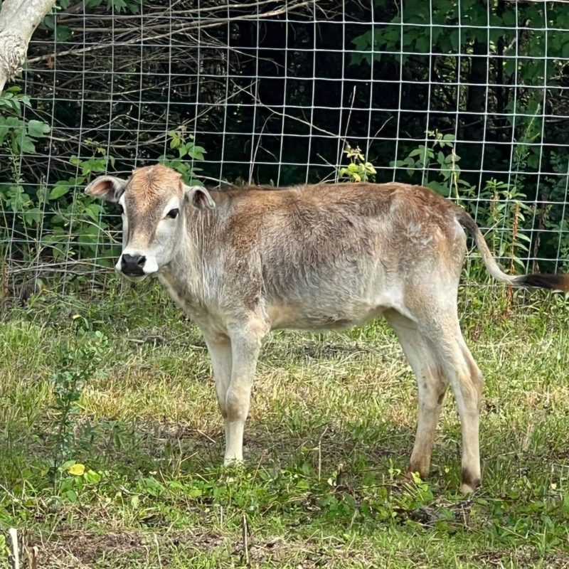 Make Some New BFFs and Pick Blueberries at The Boyd Family Farm ...